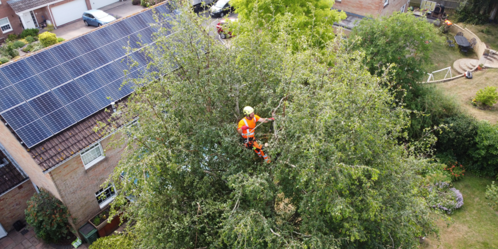 Tree Surgery | Tree Technique | Experts in Tree Surgery, Andover