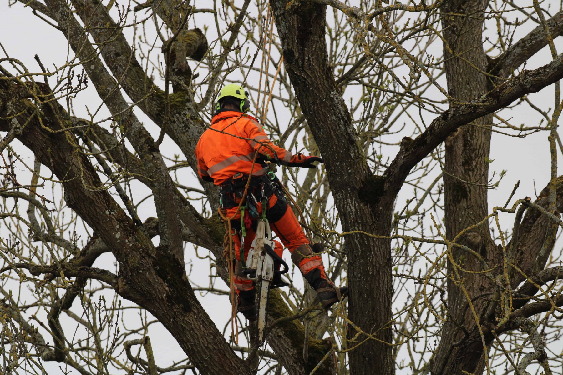 Domestic Tree Surgery Services | Tree Technique, Andover