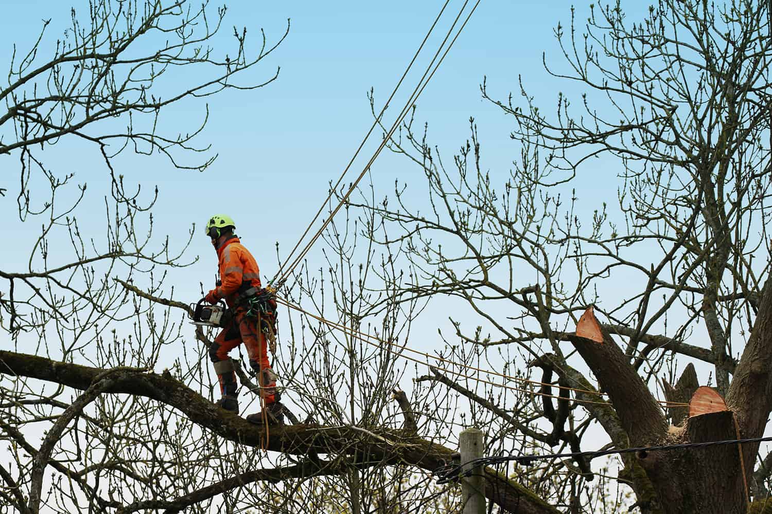 Tree Dismantle | Tree Technique | Experts in Tree Surgery, Andover