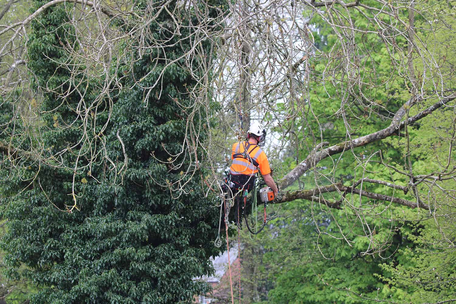 Commercial Tree Surgery Services | Tree Technique, Andover