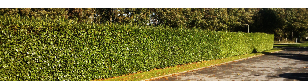 Hedge Services | Commercial | Tree Technique, Andover