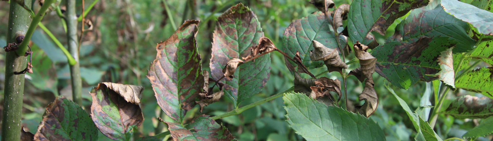 Ash Die-Back Removal | Commercial | Tree Technique, Andover