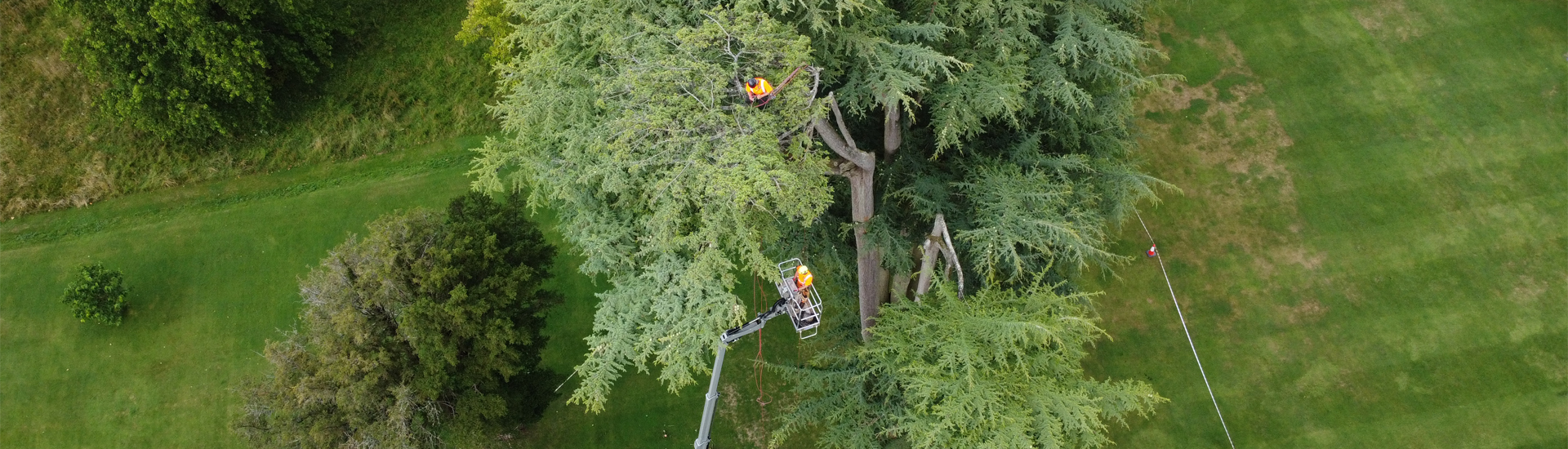 Tree Surgery | Commercial | Tree Technique, Andover